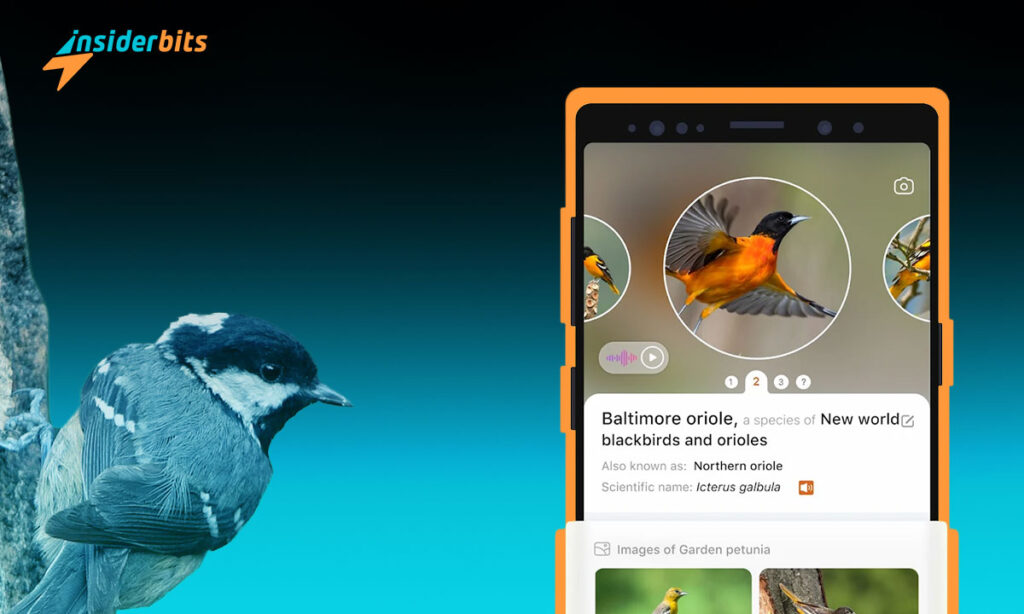 3 Best Bird Identification Apps | Insiderbits