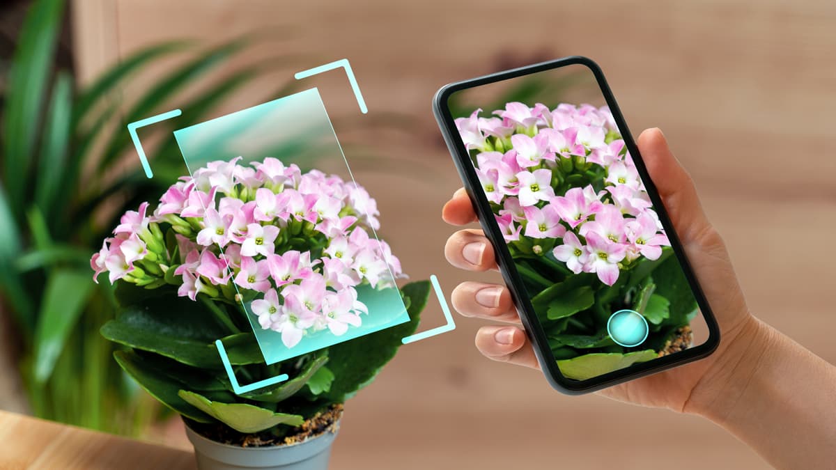 AI-Powered Plant Care Guide: Bing’s Tips | Insiderbits