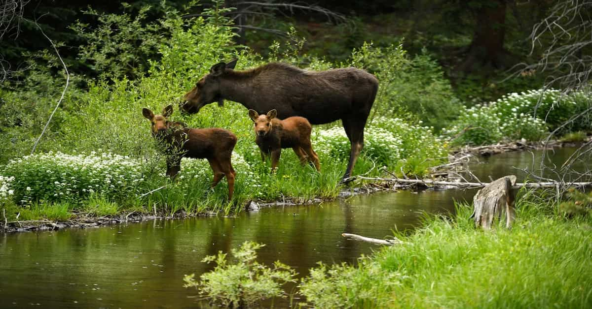 Wildlife Trackers: Apps to Explore and Protect Nature