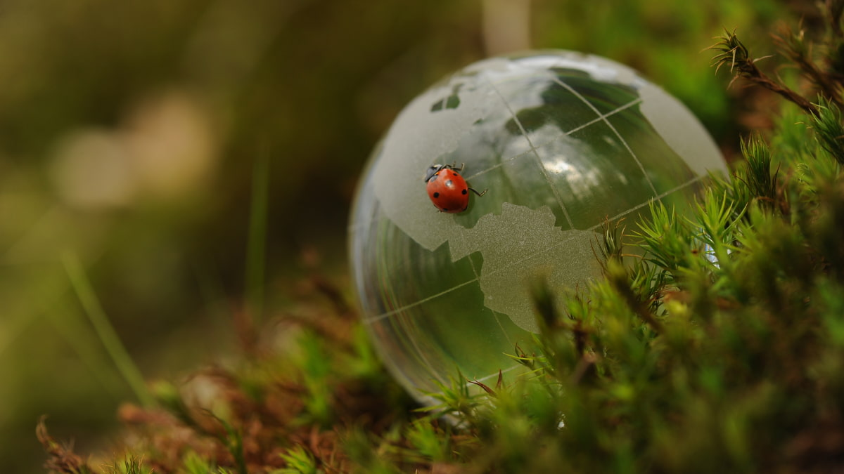 AI-Powered Wildlife Conservation: How Technology is Saving Species in 2025