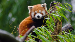 AI-Powered Wildlife Conservation: How Technology is Saving Species in 2025