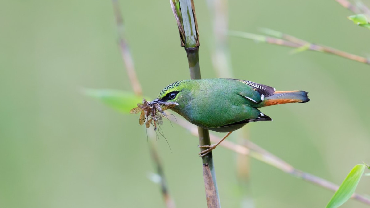 AI-Powered Wildlife Conservation: How Technology is Saving Species in 2025