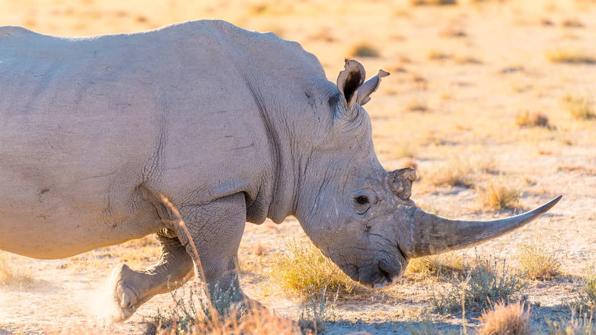 AI-Powered Wildlife Conservation: How Technology is Saving Species in 2025
