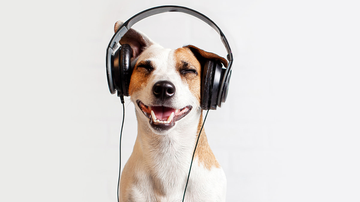 Exploring New Music: The Best Music Discovery Apps of 2025