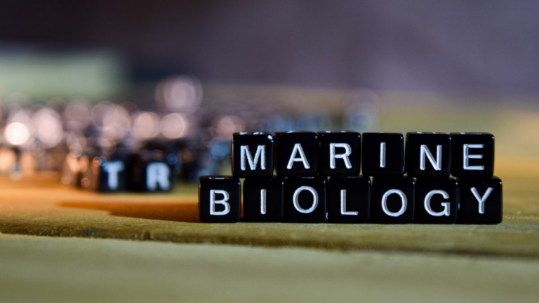 Exploring Marine Biology: The Best Marine Biology Apps for 2025