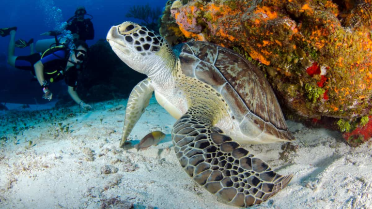 Exploring Marine Biology: The Best Marine Biology Apps for 2025