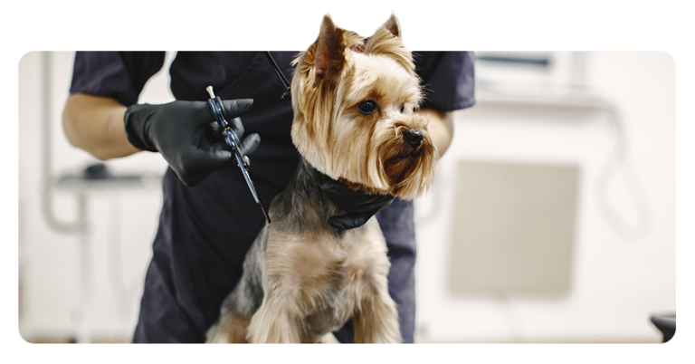 Work as a Dog Groomer With this Professional Dog Grooming Course